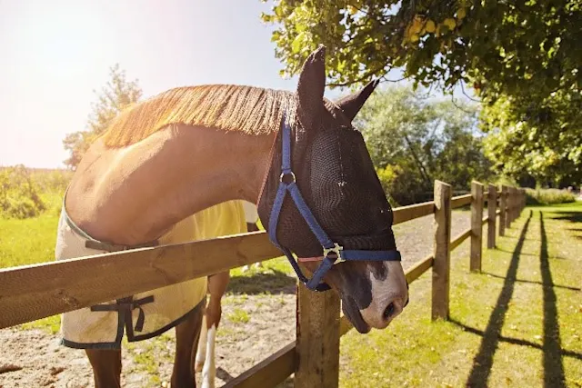 8 tips for practicing non-toxic fly control for horses | Alltech®