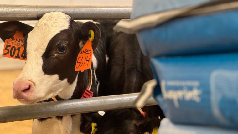 Better together: Yeast and Bacillus for dairy calves