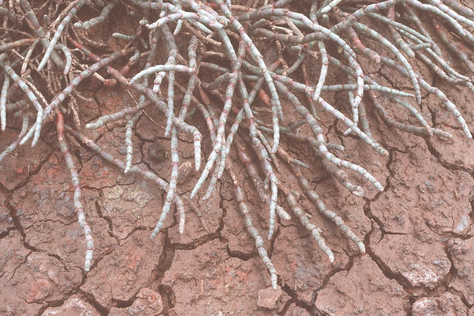 Skylab | Rhythm Stick E16