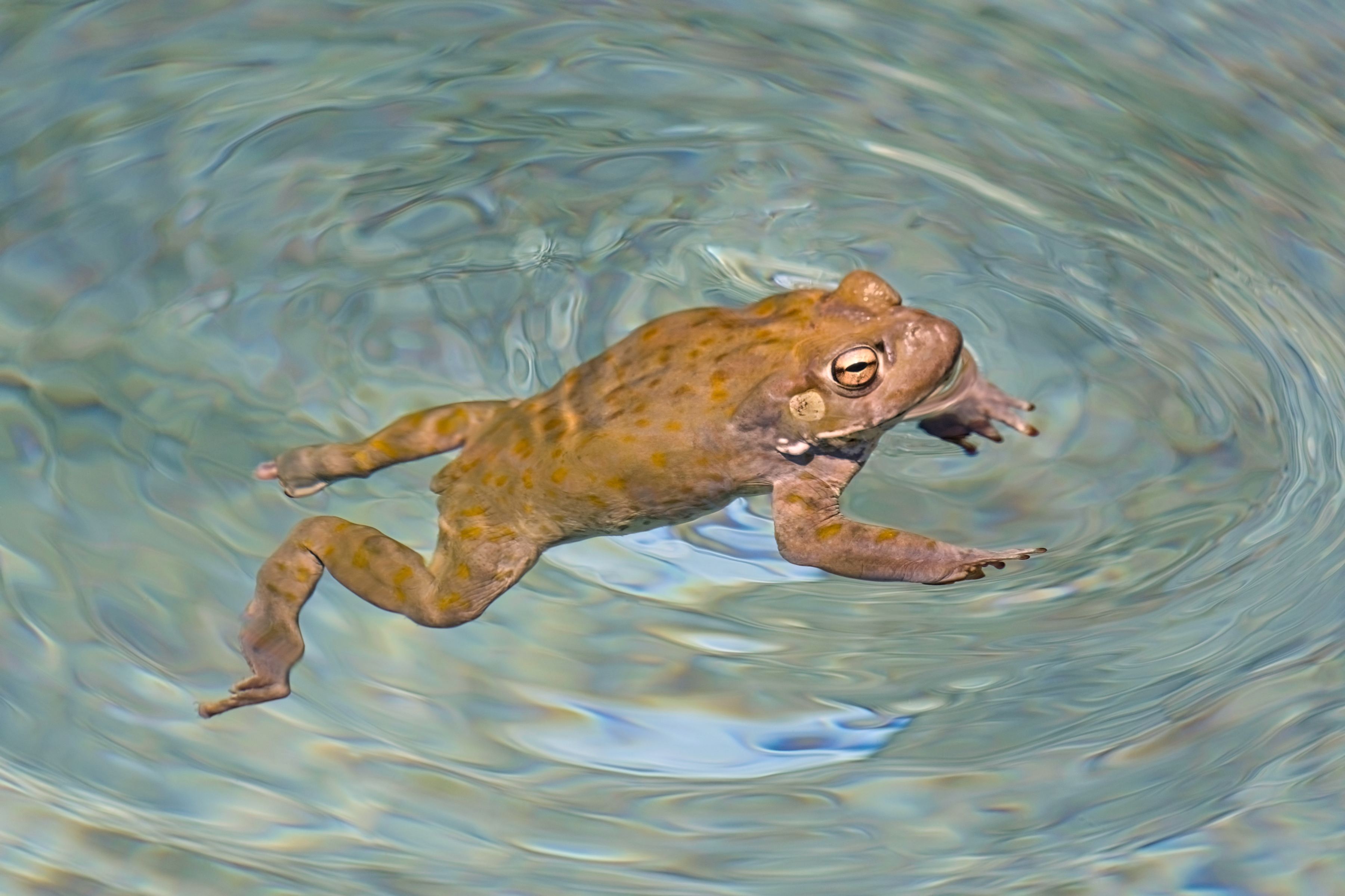 Bufo Toad Ceremony Therapy: Is 5-MeO-DMT Right for Me?