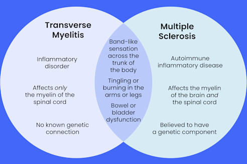 Transverse Myelitis and MS: What’s the Connection?
