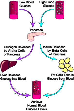 Insulin, Glucagon, and Regulation of Blood Glucose
