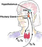 Interpretation of Thyroid Tests
