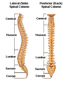 Spine Diagram For Kids