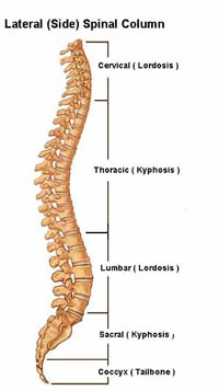 Vertebral Column