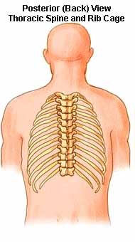 human back bones diagram