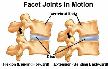 Facet Joints of the Spine's Anatomy