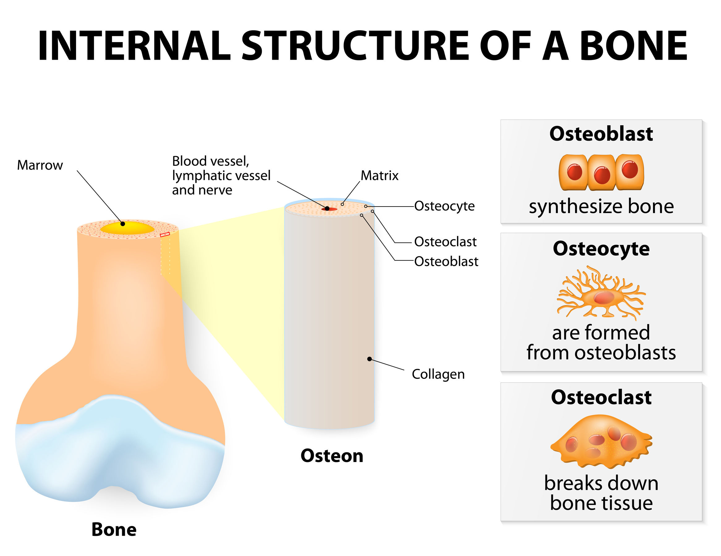 Understanding Metastatic Spine Cancer and Spinal Tumors
