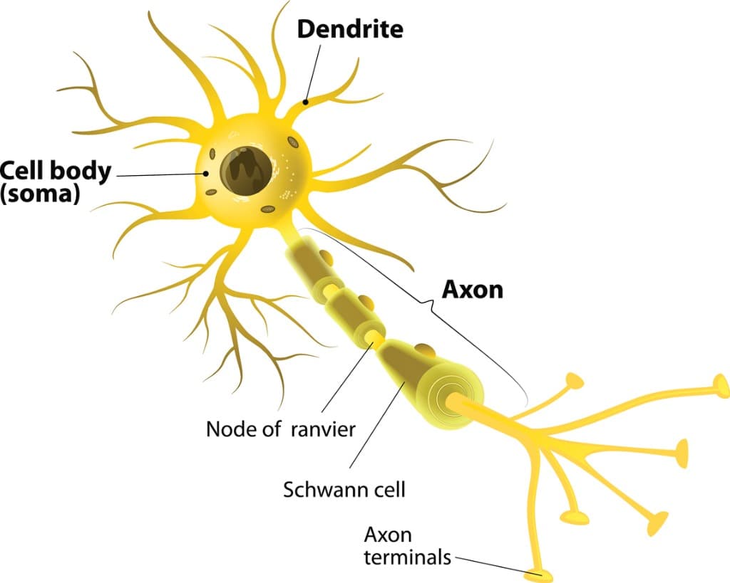 Spinal Muscular Atrophy: What You Need to Know
