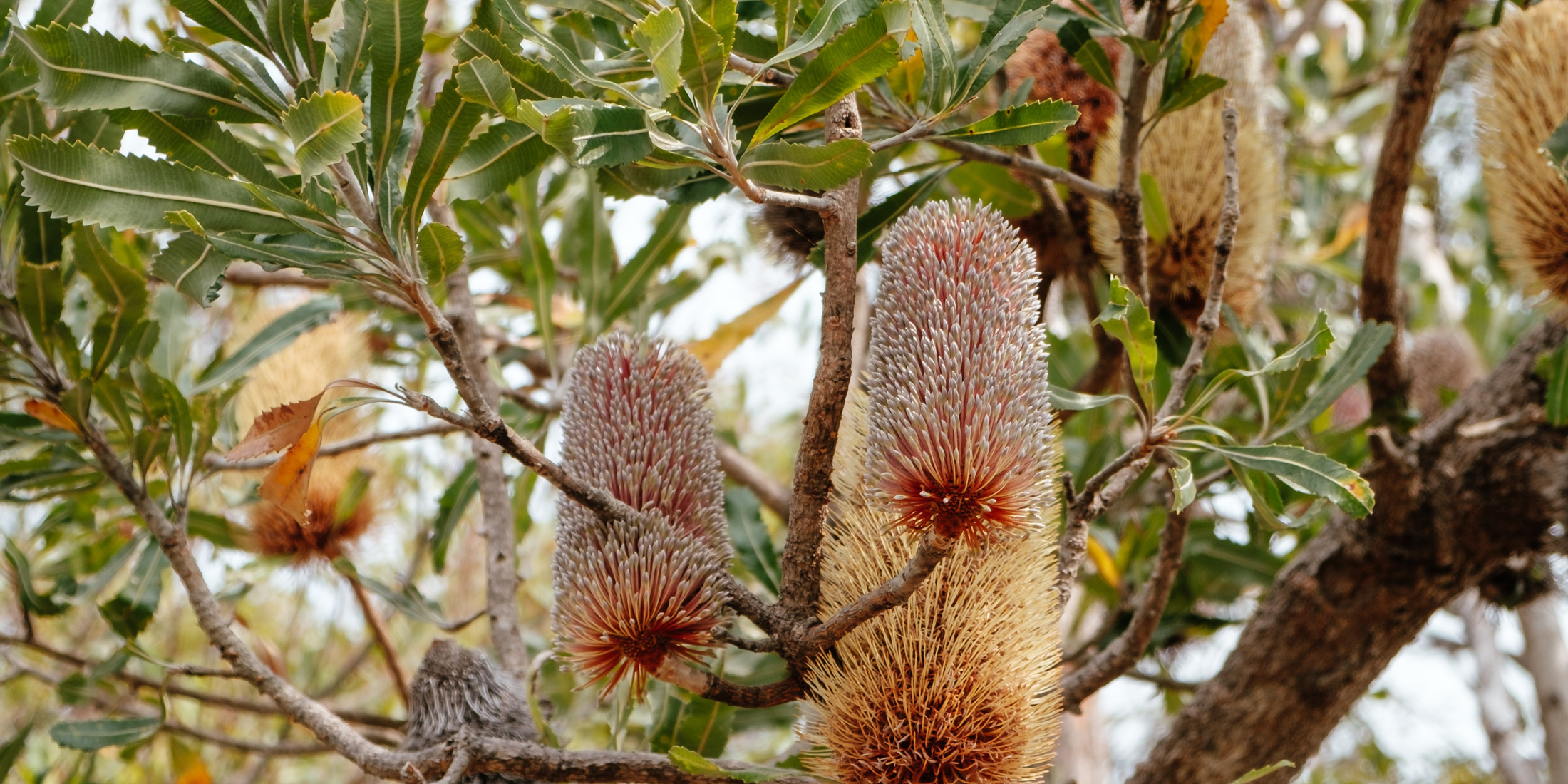 Our Simple Mobile Phone Plan | felix mobile