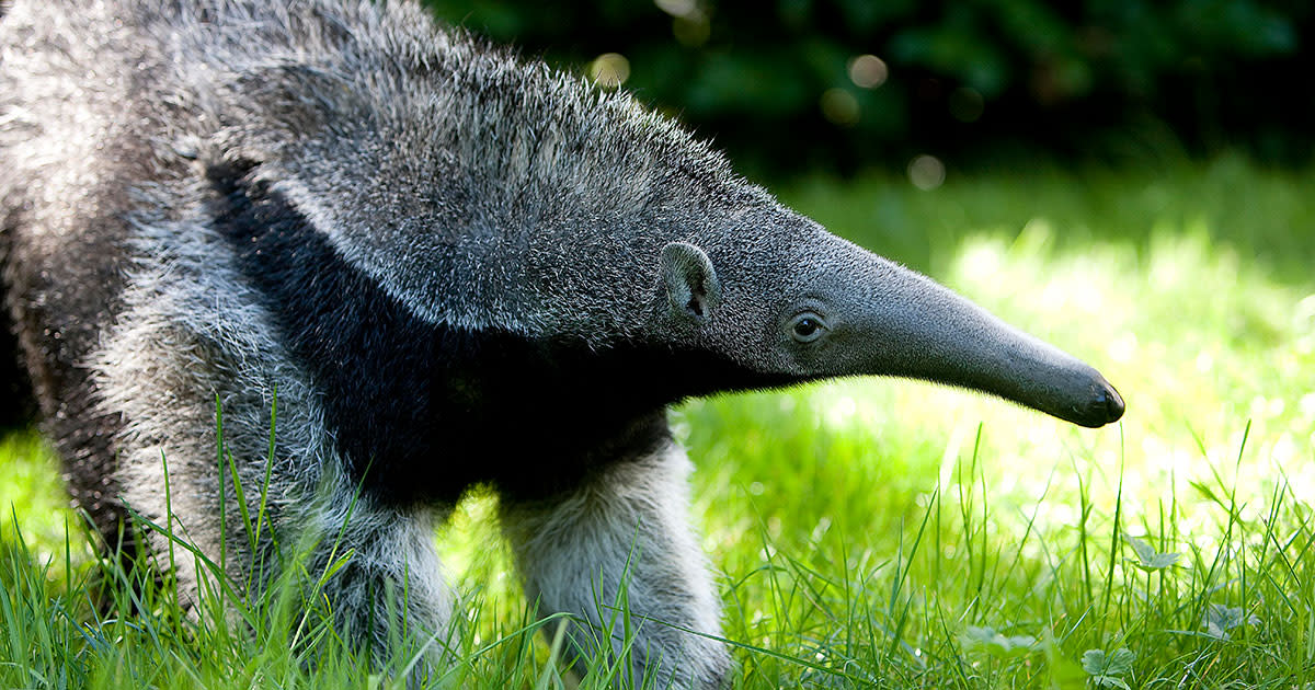 Anycast performance monitoring with Anteater | SIDN Labs