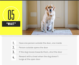 What Are The 7 Common Dog Commands