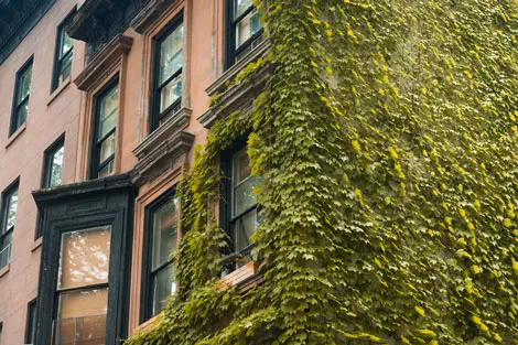 Fort Greene, Brooklyn Neighborhood Guide | Compass