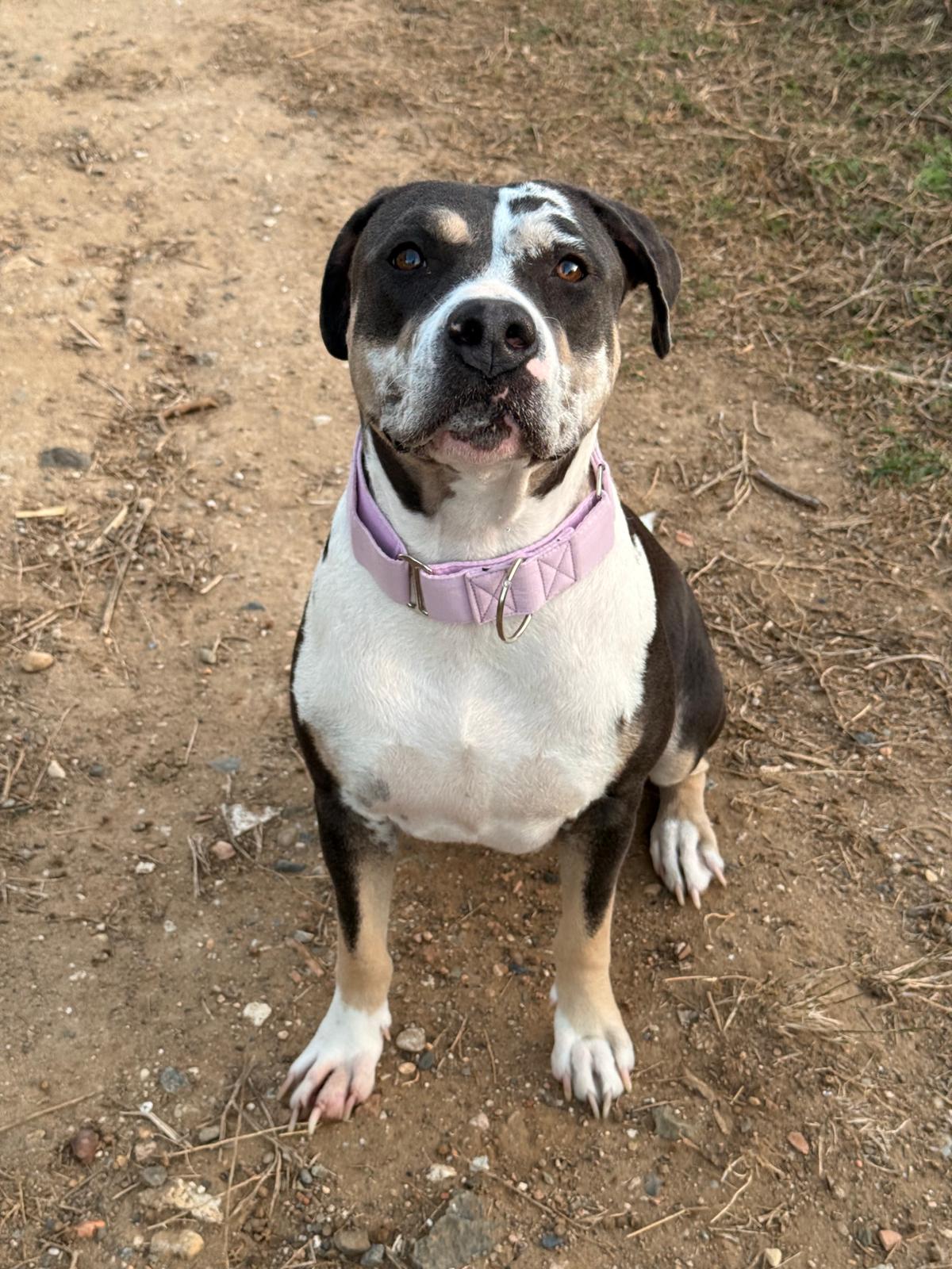 Triple A Marbella — Madison