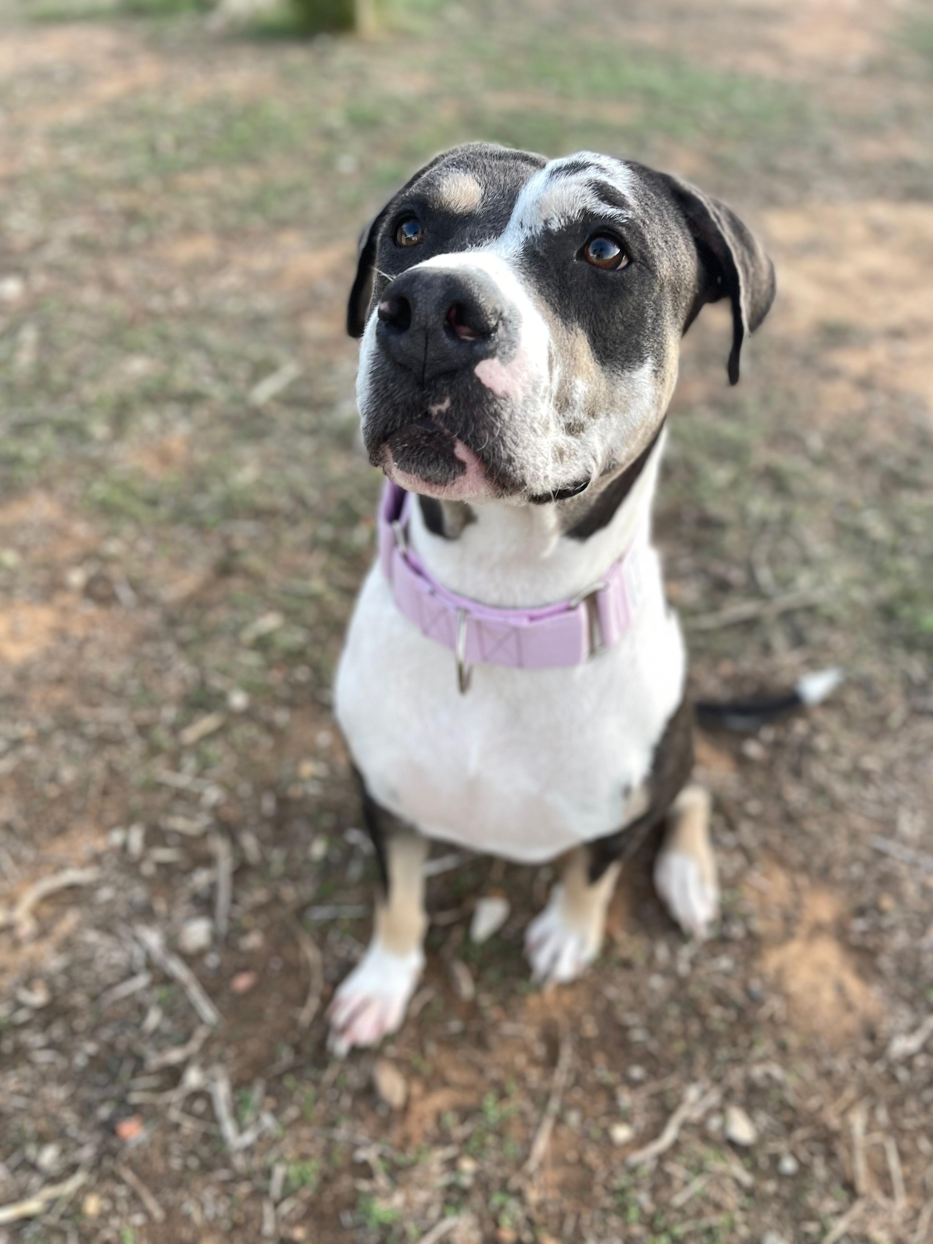 Triple A Marbella — Madison