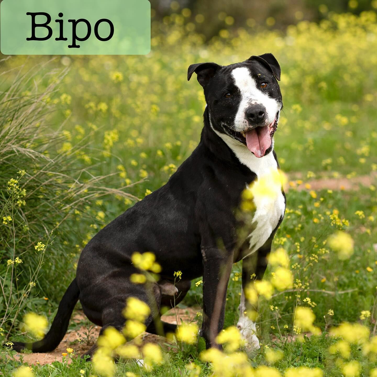 Triple A Marbella — Bipo