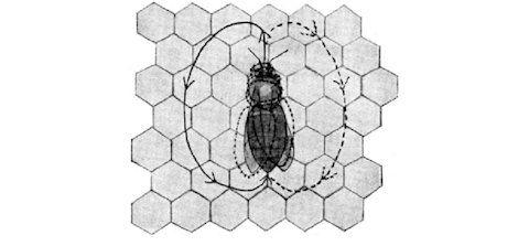 Bee Navigation - Libby Larsen
