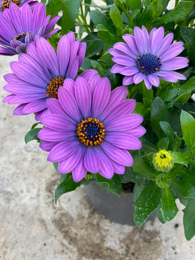 Osteospermum Dalina® Solutions | Florensis