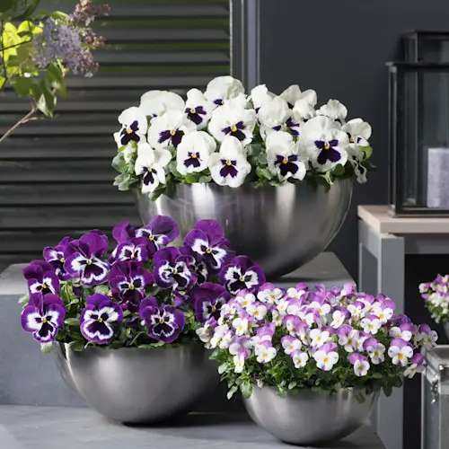 Florensis | If you want to grow | Florensis