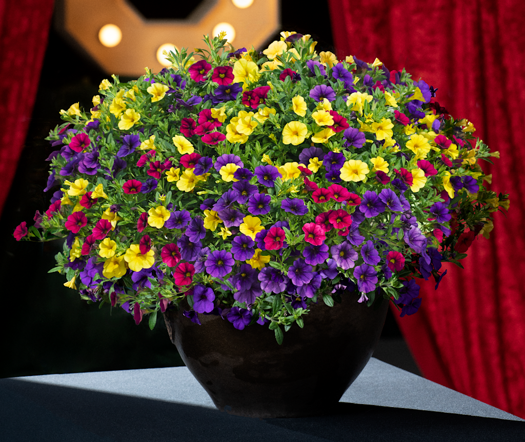 Cabaret® Solutions | Florensis