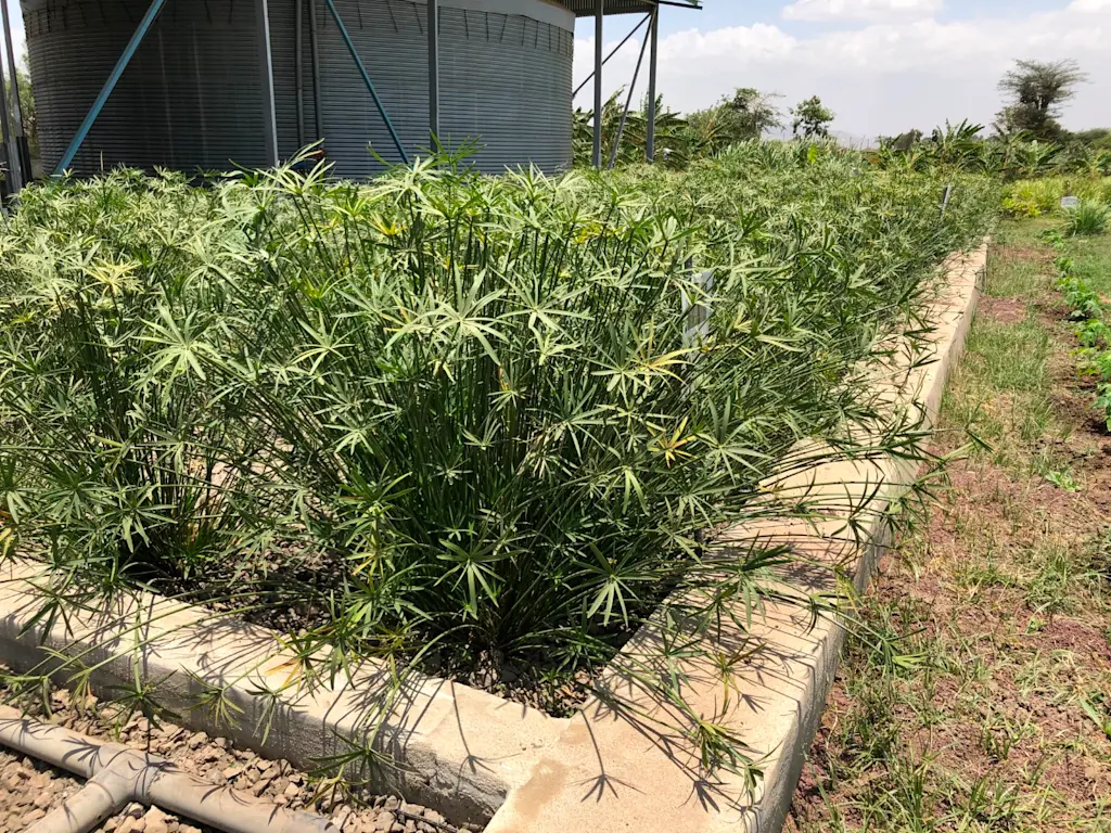 Our wetlands in full production | Florensis