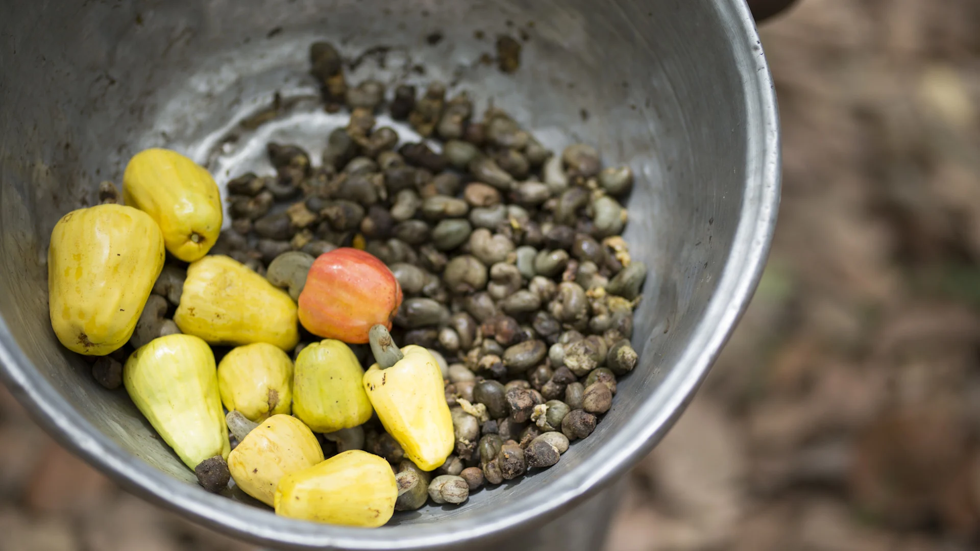 Cashew ingredient supplier