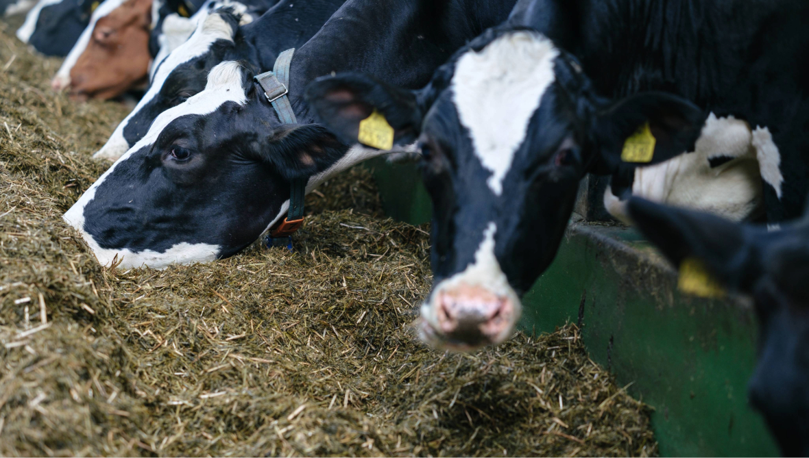 Lowering dairy-farm emissions through natural feed supplements