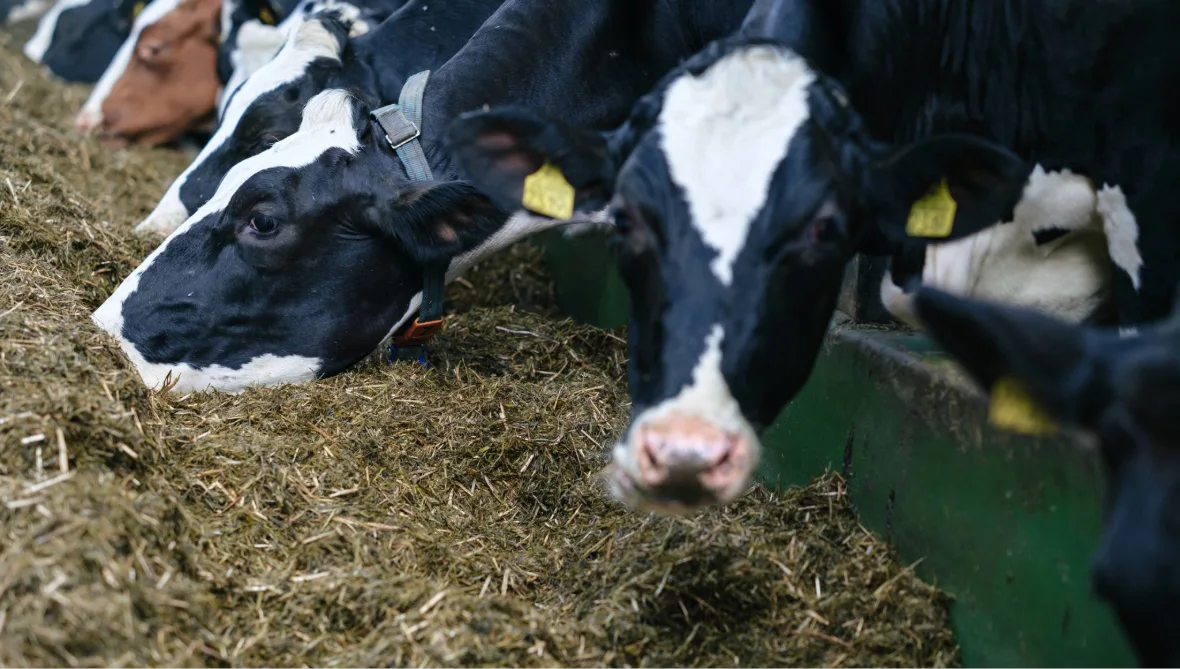 Lowering dairy-farm emissions through natural feed supplements
