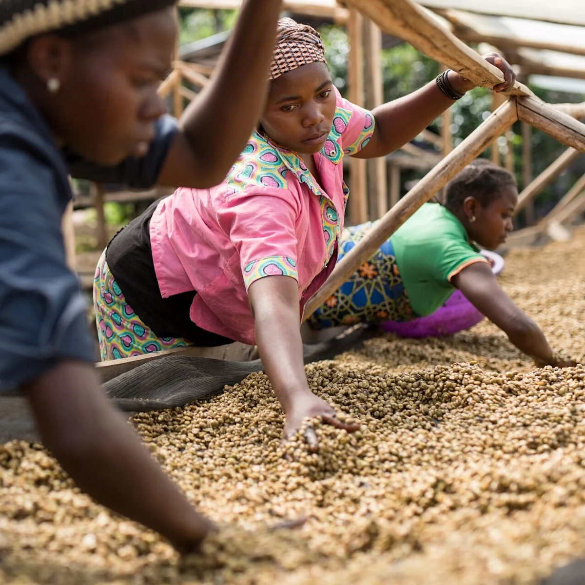 Sustainable Coffee Supplier