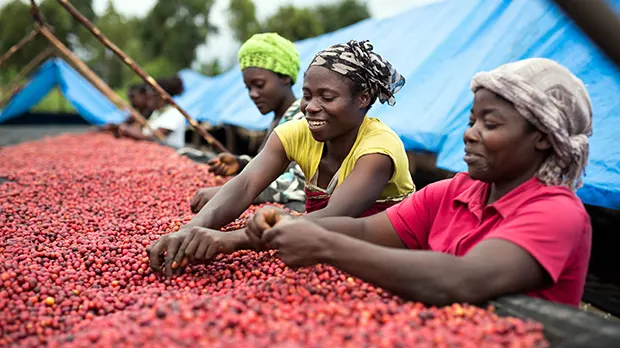 Leading Coffee Suppliers | Bulk, Traceable & Sustainable Coffee | ofi