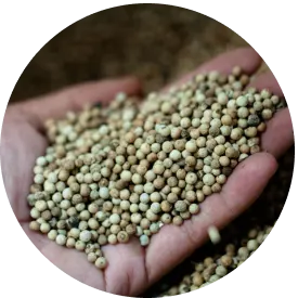 World-Leading Pepper Supplier