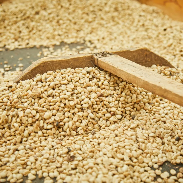 Innovation in Coffee Production