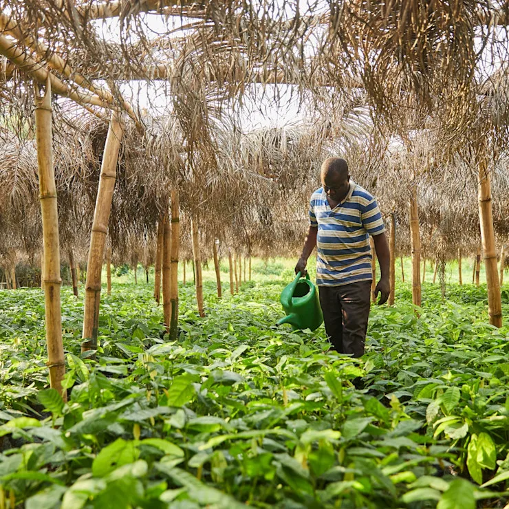 Cocoa sustainability