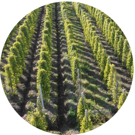 World-Leading Pepper Supplier