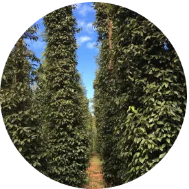 World-Leading Pepper Supplier