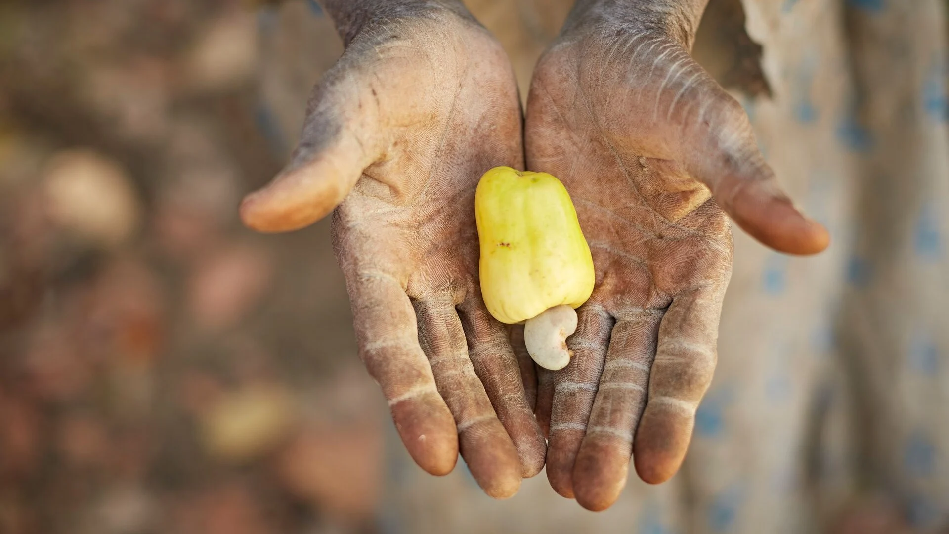Cashew ingredient supplier