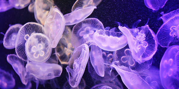 8 renewable energy sources you've never heard of | Opus Energy