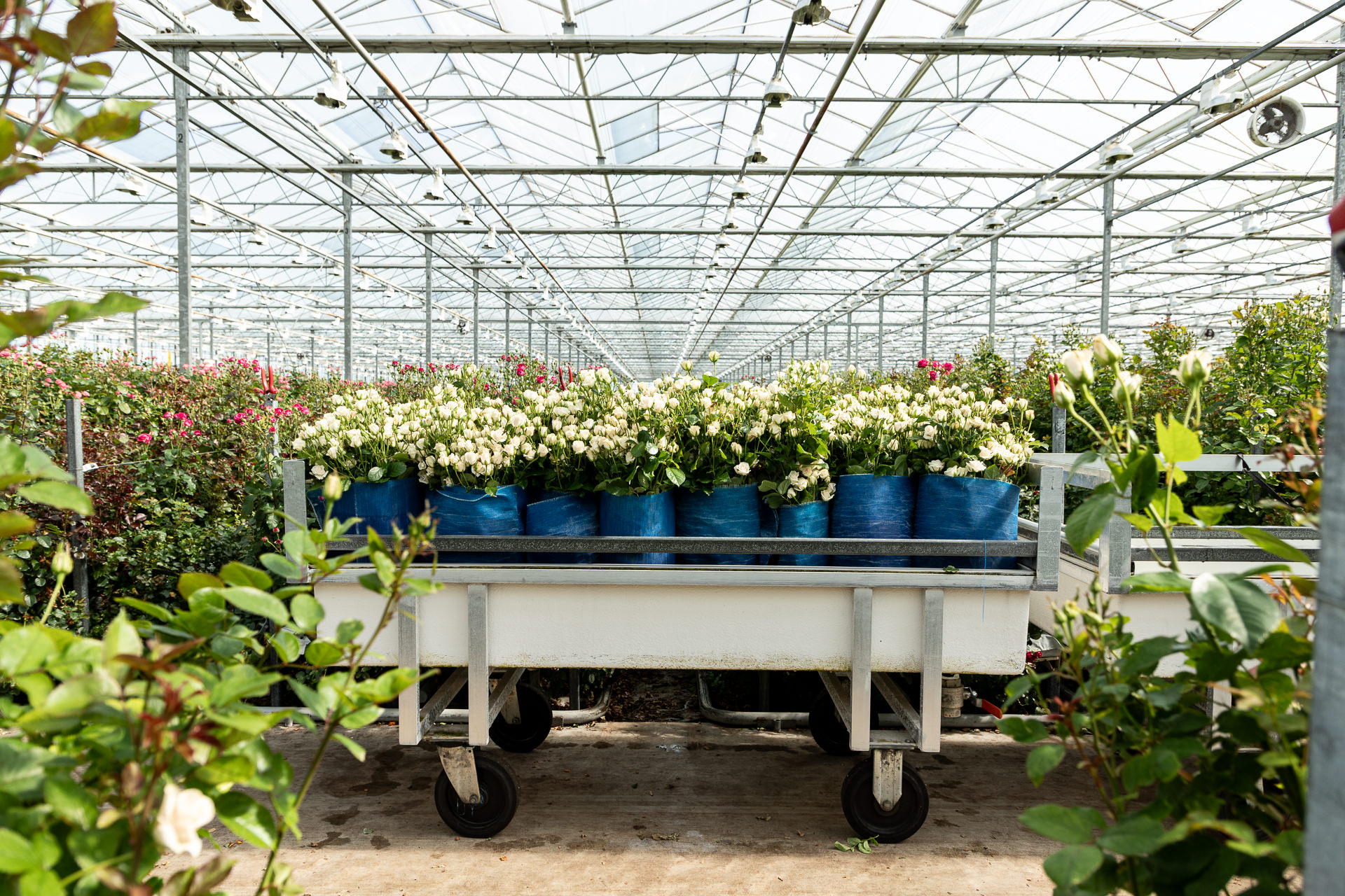 Pourquoi les roses de serre froide sont le choix idéal pour la saison ...