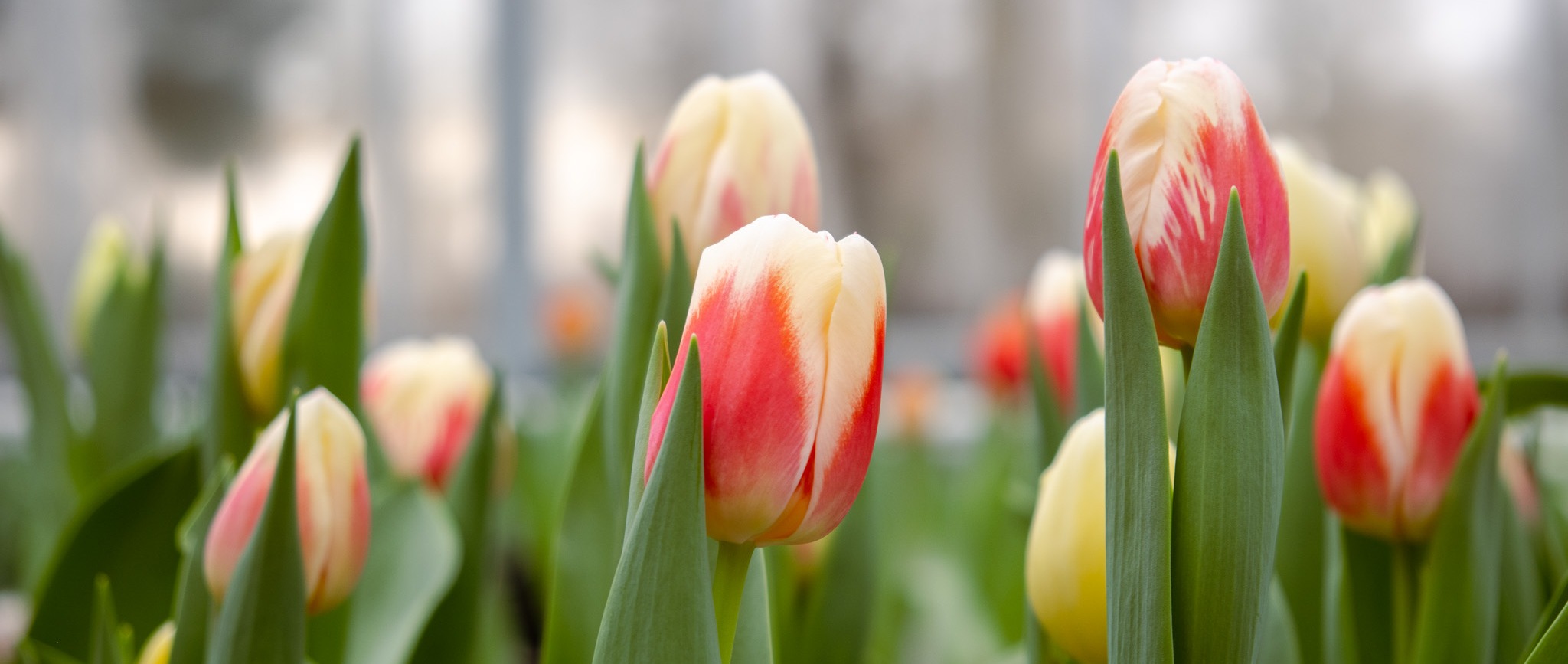 Enjoy the timeless beauty of tulips during tulip season! — Schrama (en-GB)