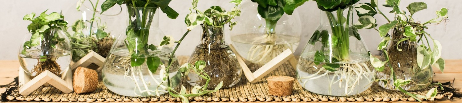 HYDROPONICS | Growing roots in water — FleuraMetz (en-GB)