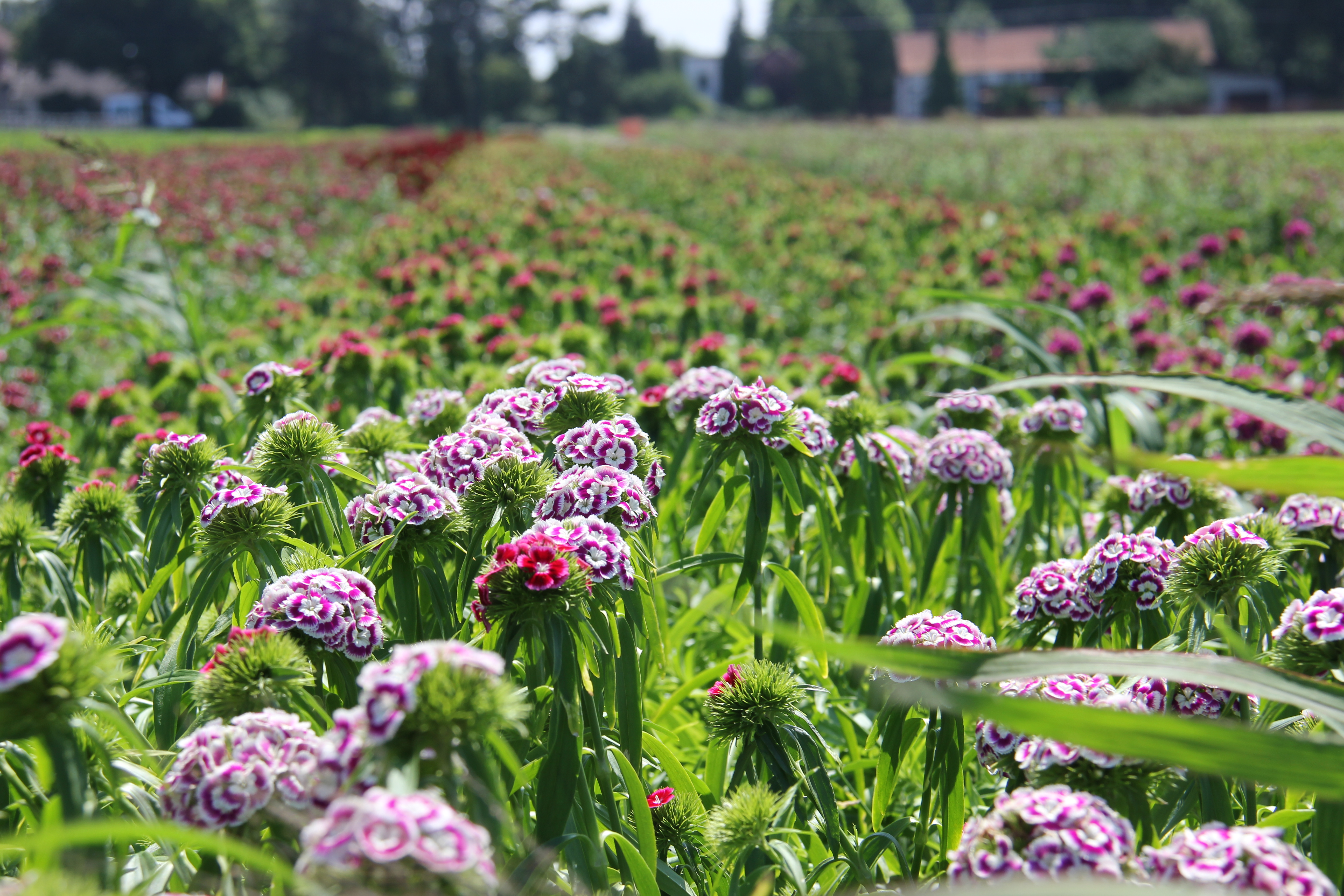 About Cloet- Leading Plant Exporter of Belgium - Our Vision, Strategy ...