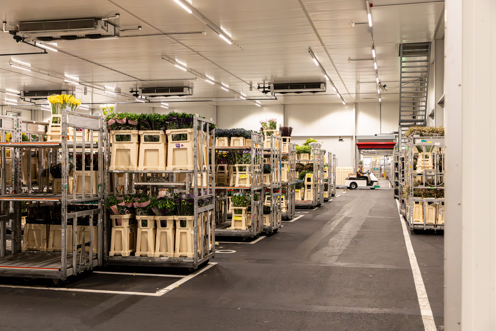 Assortment| Elevate your floral business with Hilverda De Boer — Hilverda de Boer (en-GB)