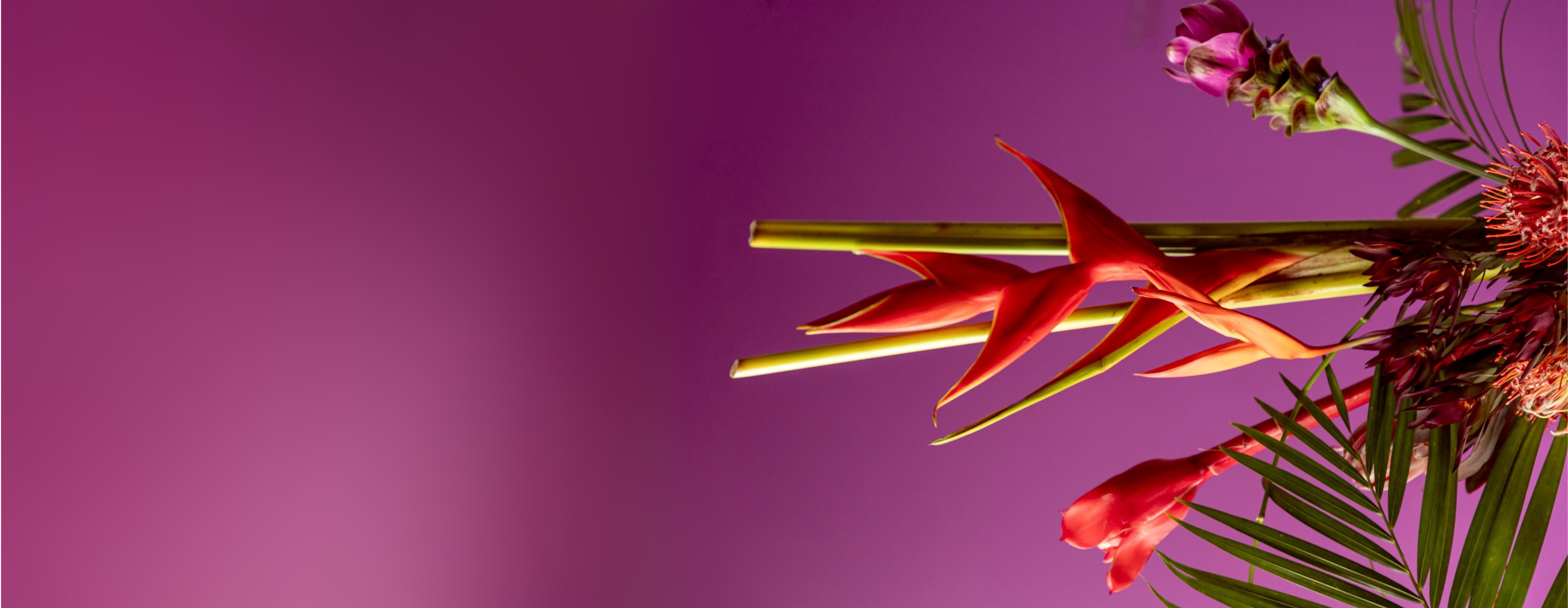 De la source au fleuriste : le soin des fleurs tropicales en hiver — De ...