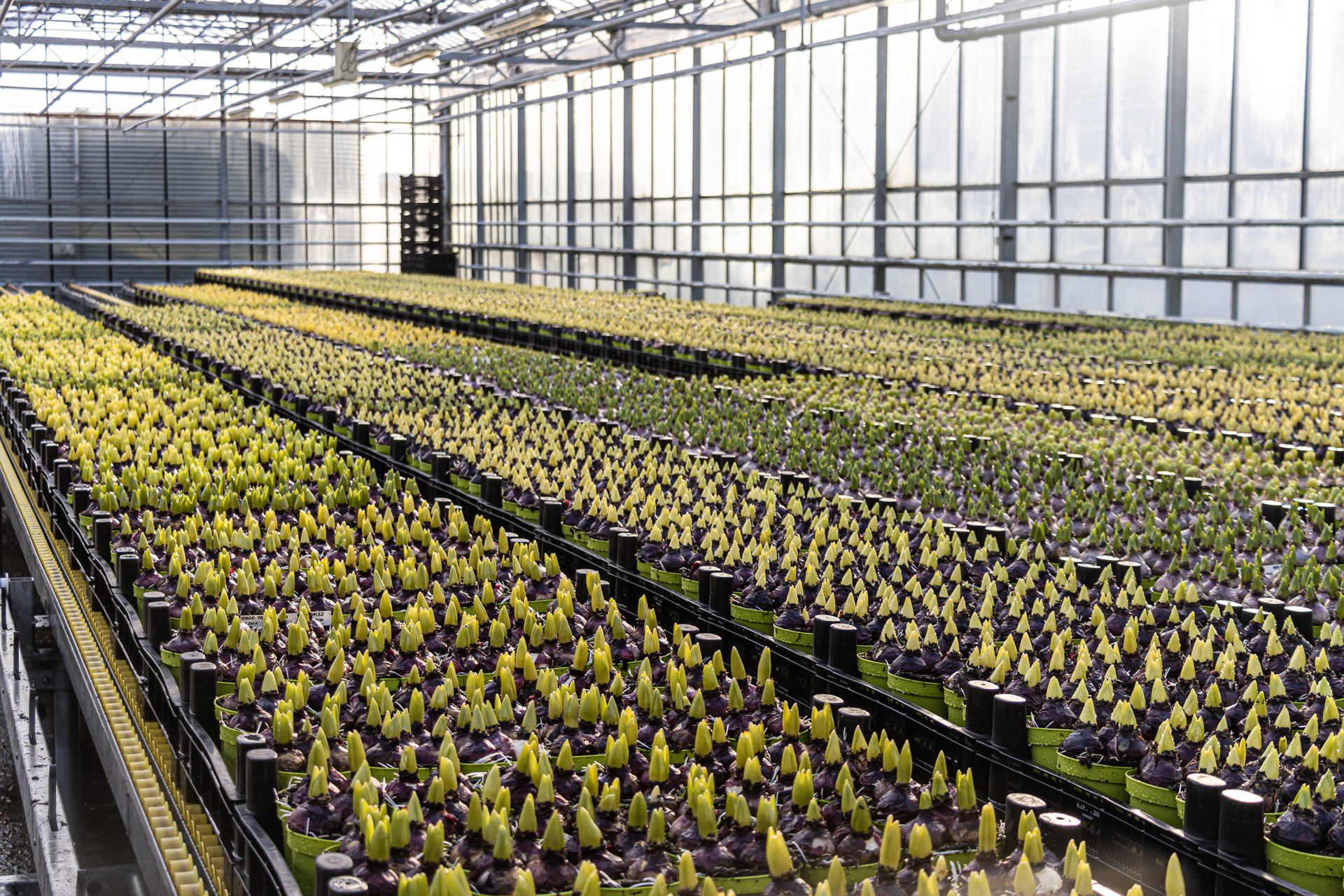 Roma Nova: Sustainability in bloom — FleuraMetz (es-ES)