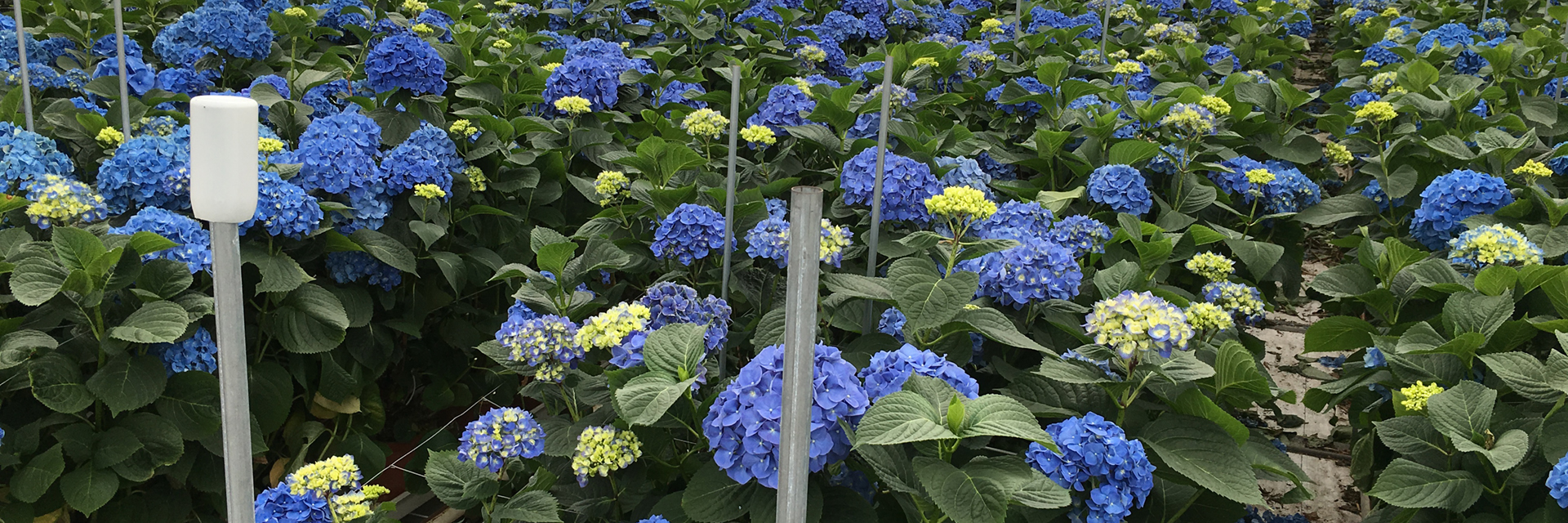 I am unbeatable - Hydrangea grower — FleuraMetz (en-GB)