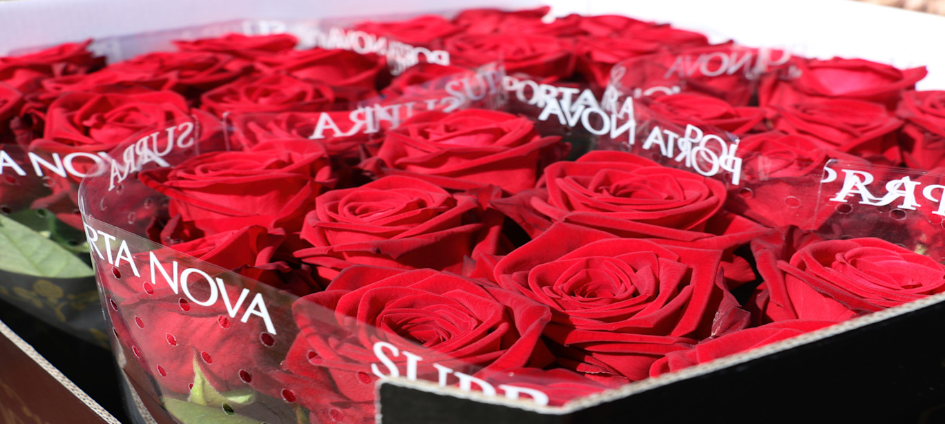 Porta Nova präsentiert die erste Rose mit einer FloriPEFCR ...