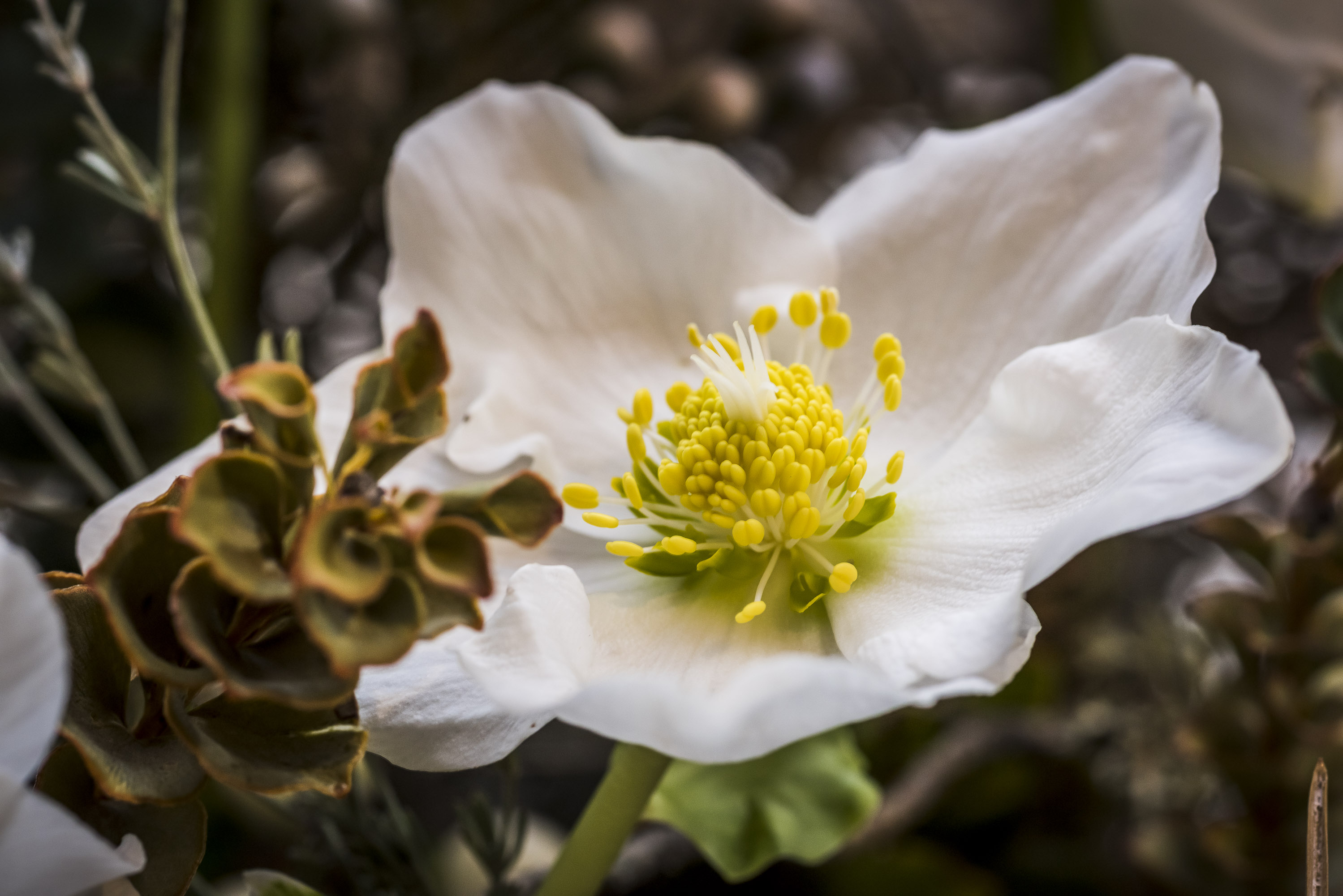 Helleborus Niger: the real Christmas flower — Schrama (en-GB)