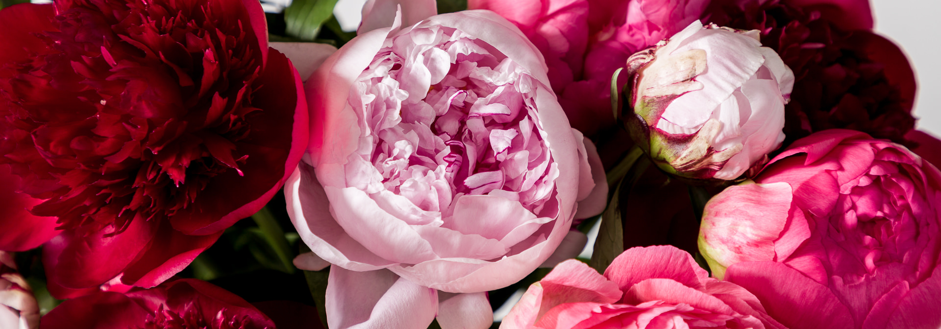 The French peony: that extra touch that makes all the difference for ...
