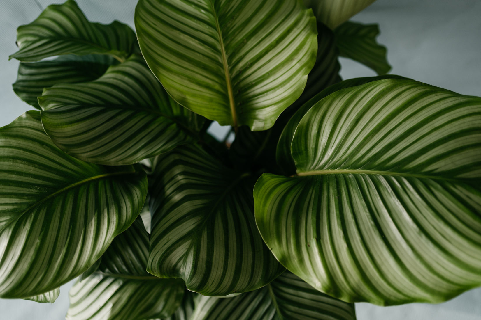 FlowerTales Top 5 favourite plants — FleuraMetz (en-GB)