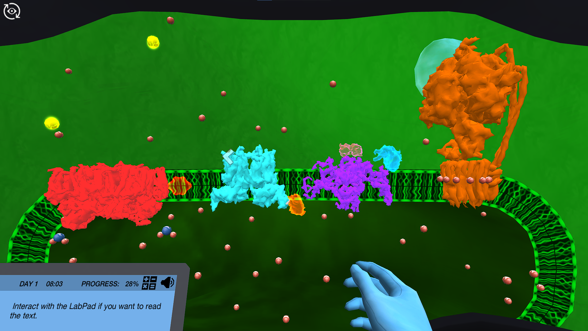 Photosynthesis: Electron transport chain Virtual Lab